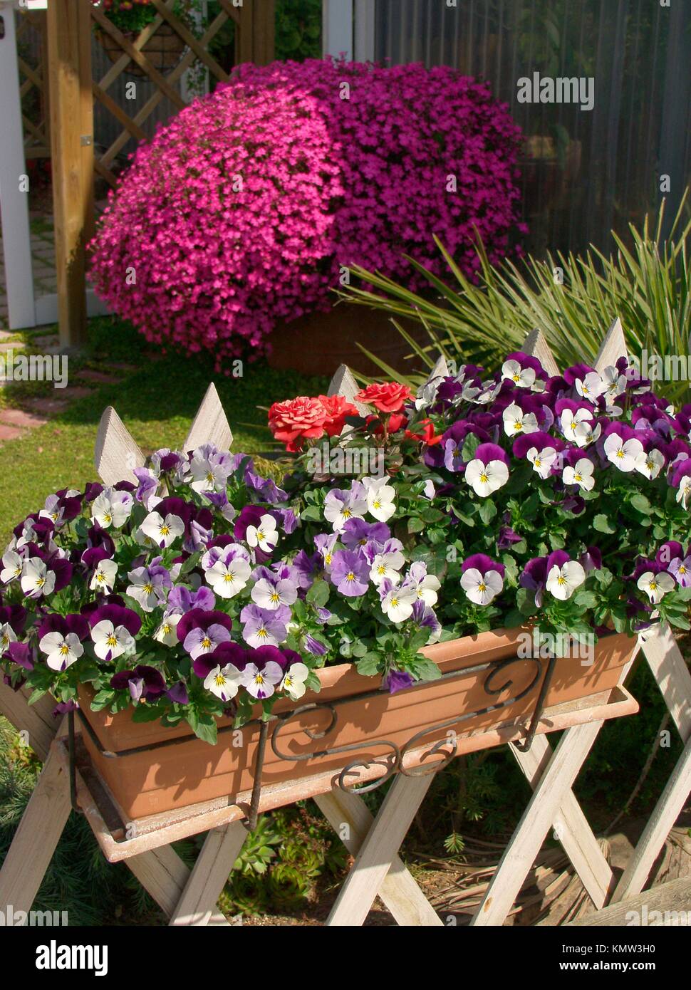 Alpine pansies hi-res stock photography and images - Alamy