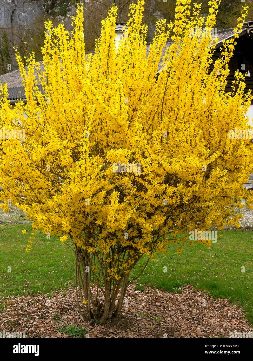 Forsythia leaf hi-res stock photography and images - Alamy