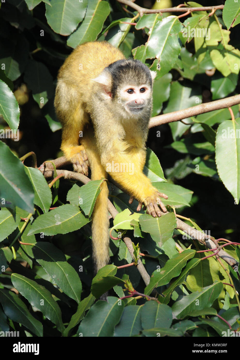 A squirrel monkey at Meet The Monkeys exhibit at the London Zoo on ...