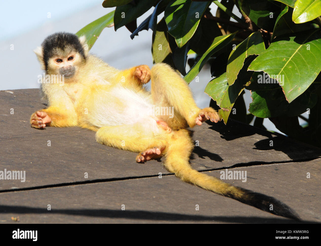 A squirrel monkey at Meet The Monkeys exhibit at the London Zoo on ...