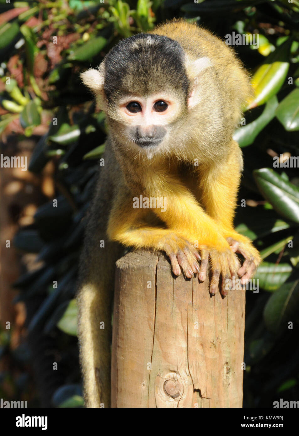 A squirrel monkey at Meet The Monkeys exhibit at the London Zoo on ...
