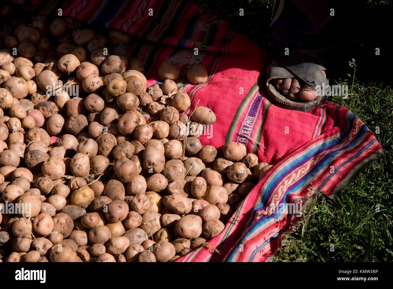 Bolivia lake titicaca potato hi-res stock photography and images - Alamy