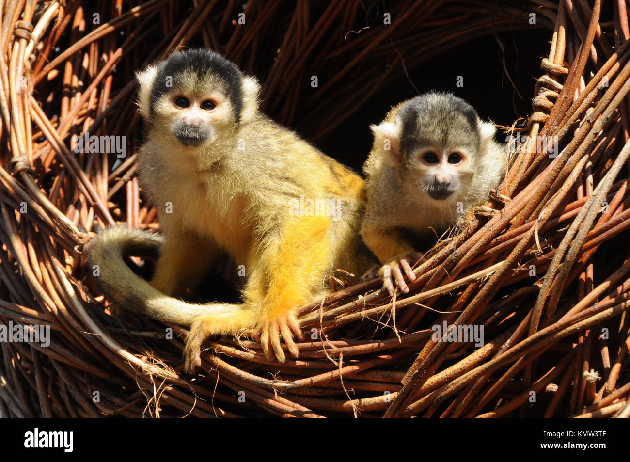 A squirrel monkey at Meet The Monkeys exhibit at the London Zoo on ...