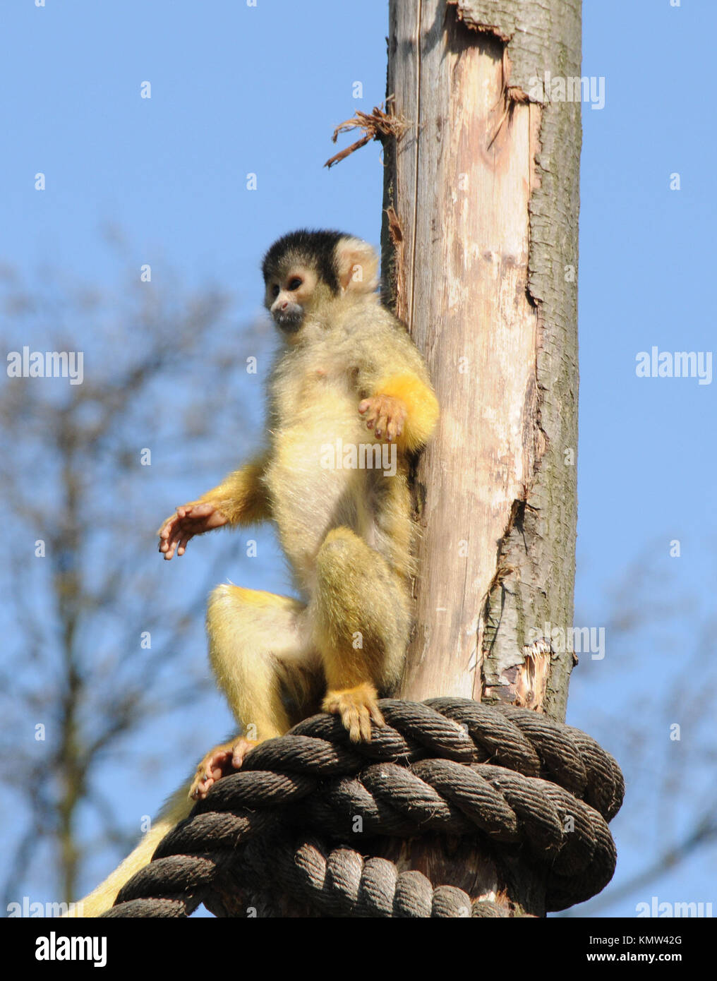 A squirrel monkey at Meet The Monkeys exhibit at the London Zoo on ...