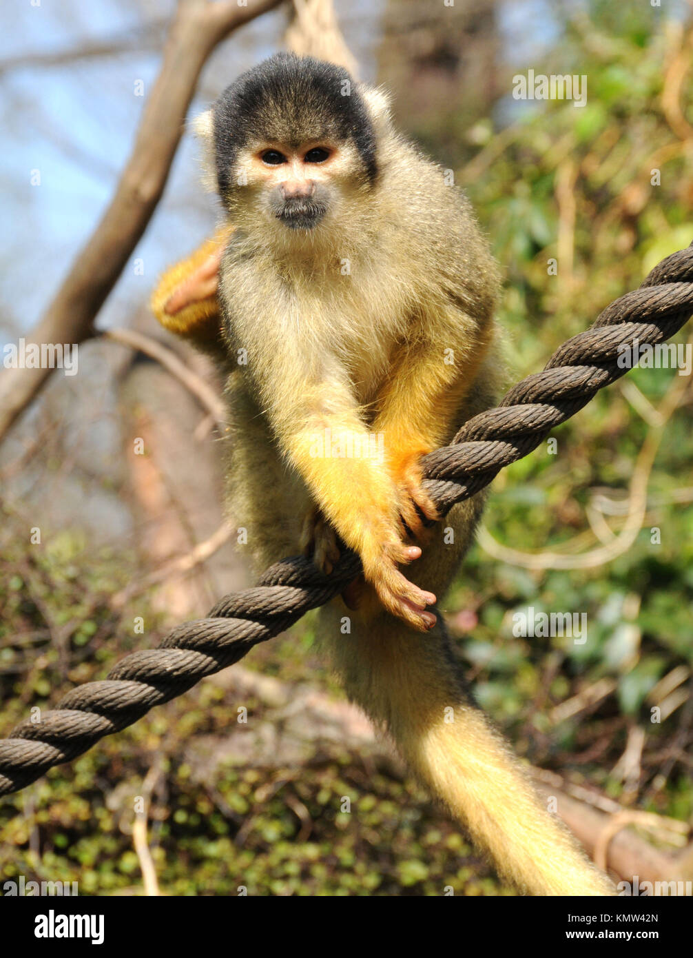 A squirrel monkey at Meet The Monkeys exhibit at the London Zoo on ...