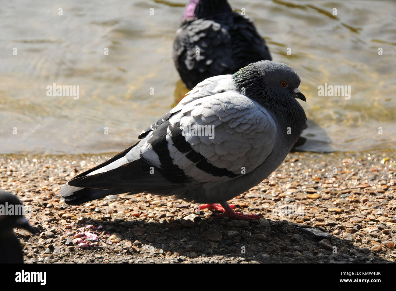 A pigeon on April 7, 2011 in London, England. Photo by Barry King/Alamy ...
