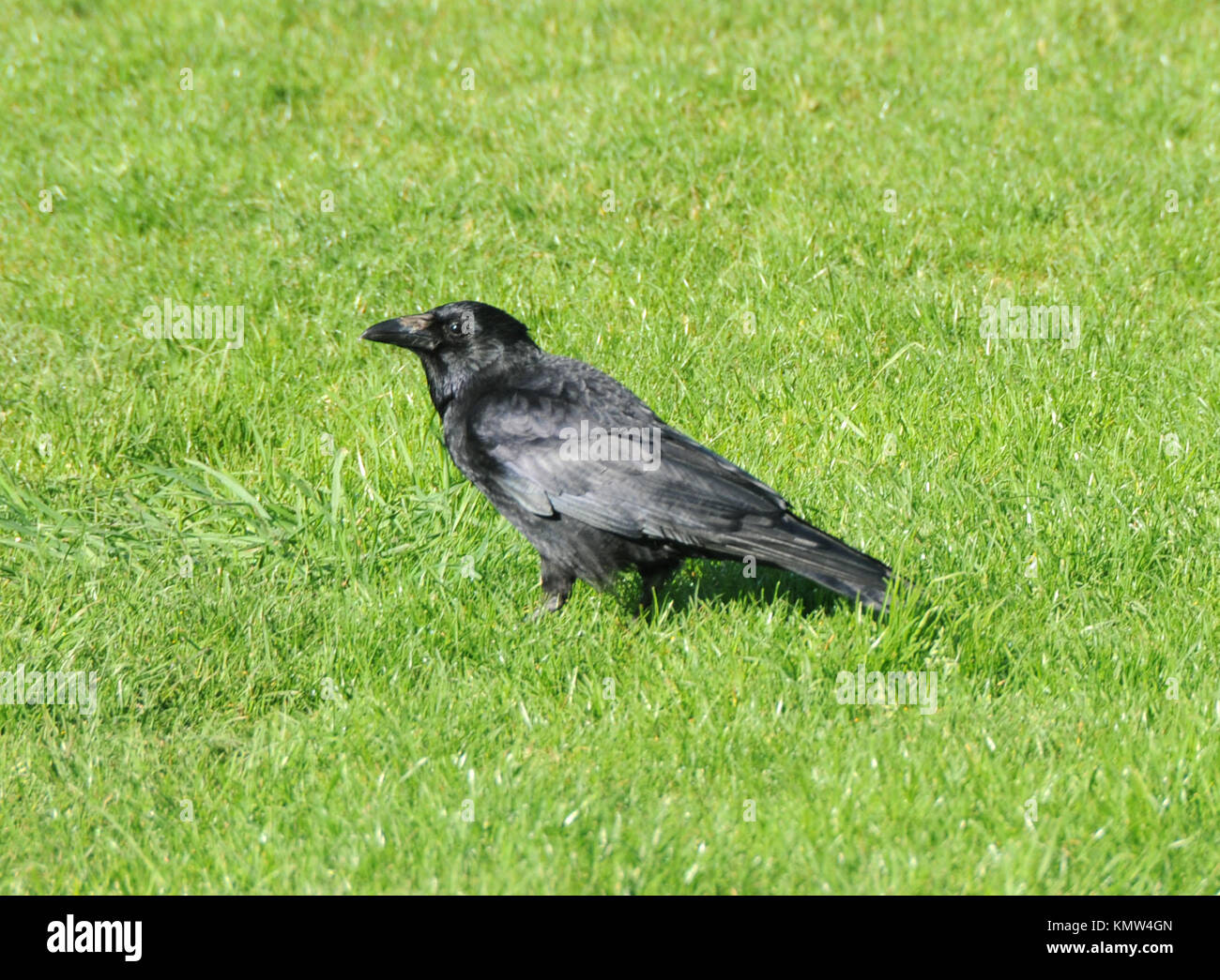 A Raven on April 7, 2011 in London, England. Photo by Barry King/Alamy ...