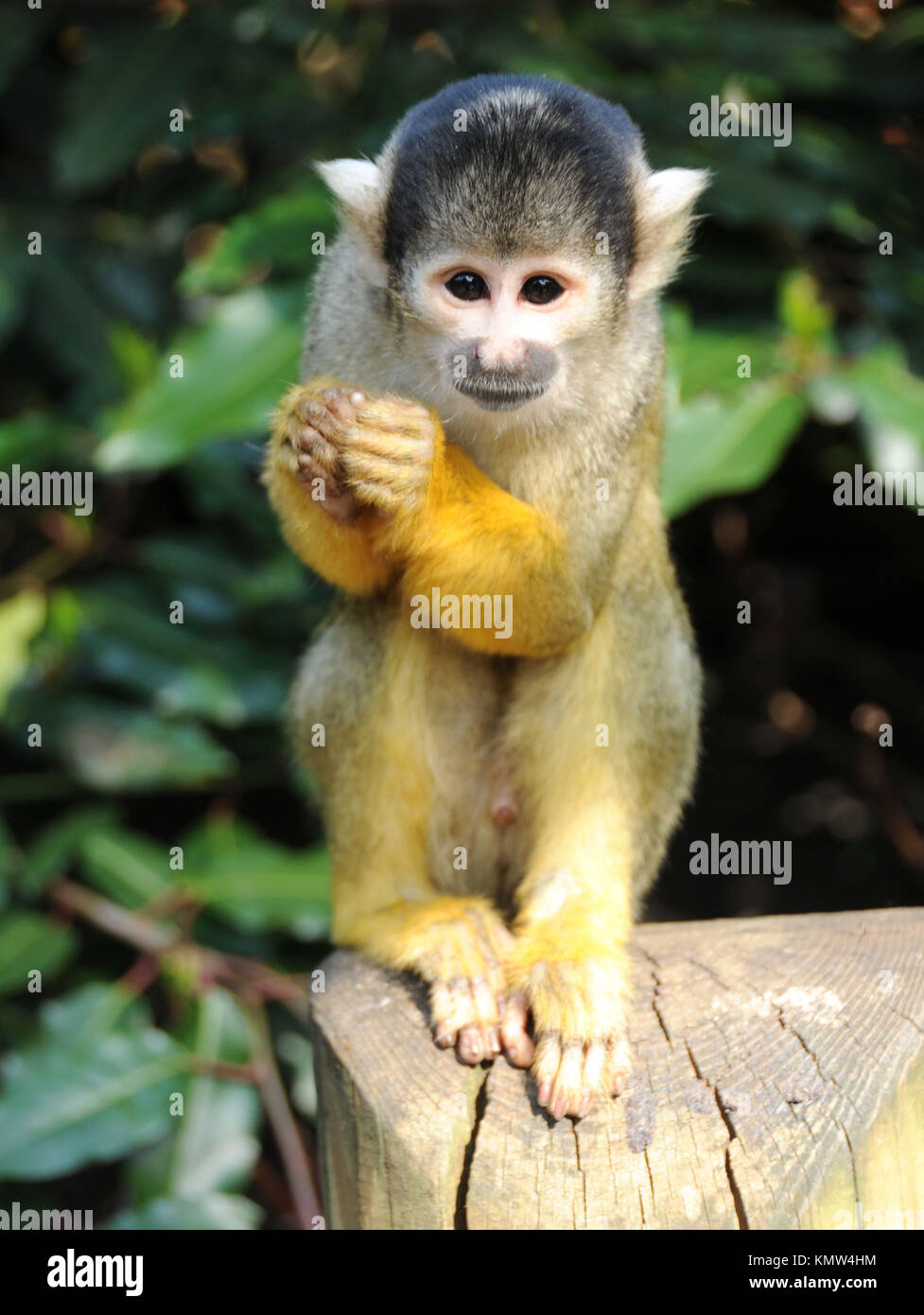 A squirrel monkey at Meet The Monkeys exhibit at the London Zoo on ...