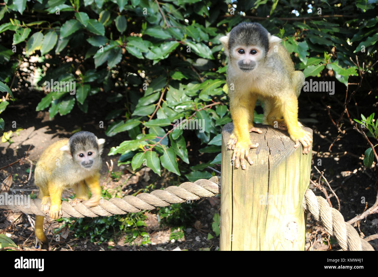 A squirrel monkey at Meet The Monkeys exhibit at the London Zoo on ...