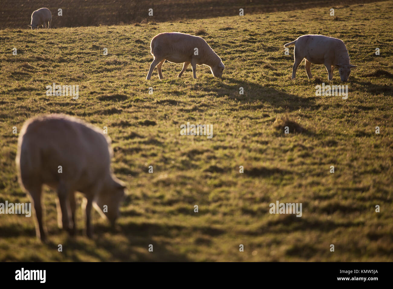 Farm animals sheep shadow hi-res stock photography and images - Alamy