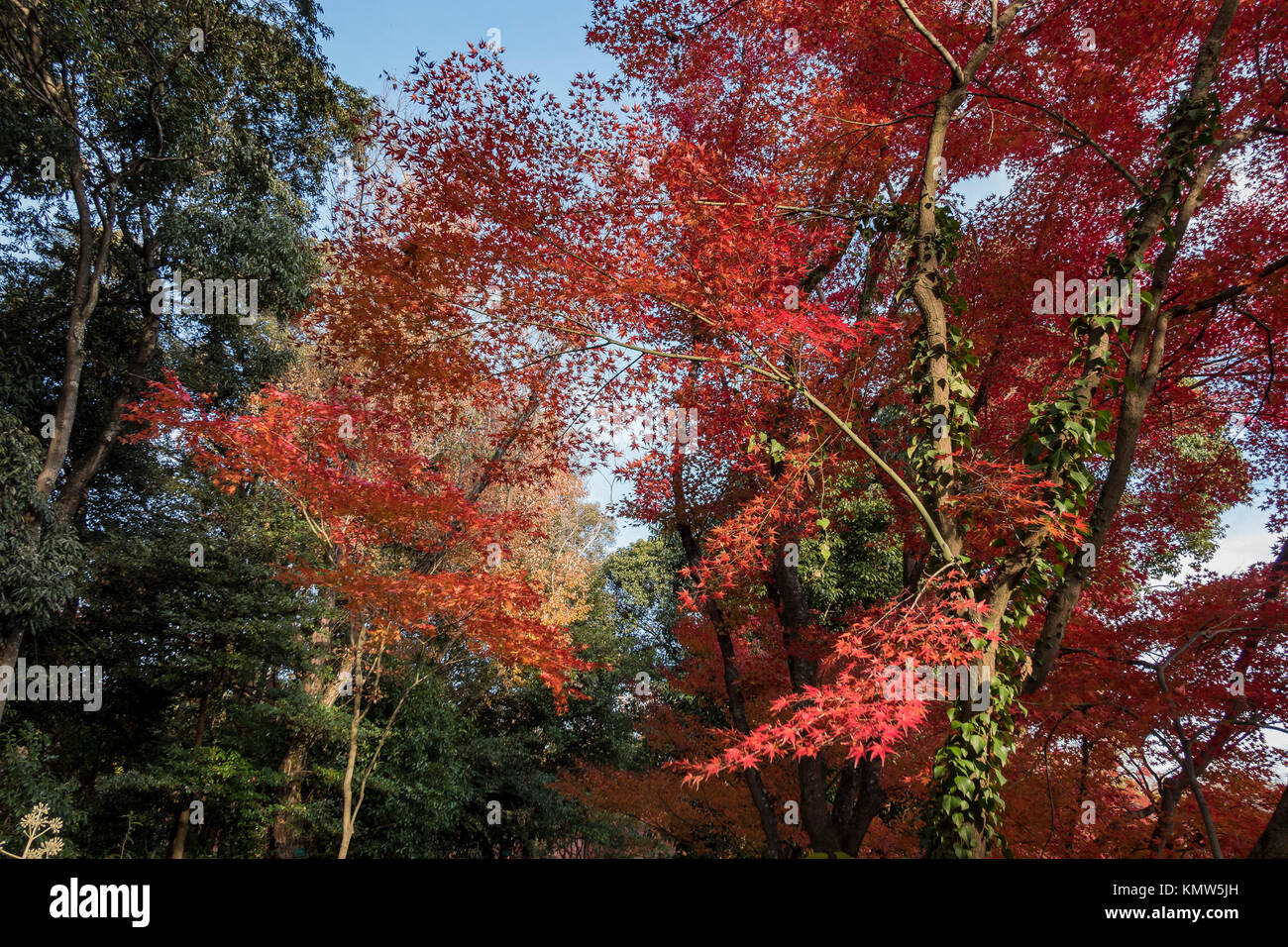 Beautiful fall color of Kyoto Botanical Garden, Kyoto, Japan Stock ...