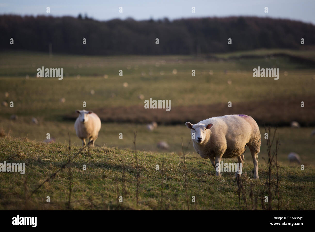 Sheep farms hi-res stock photography and images - Alamy