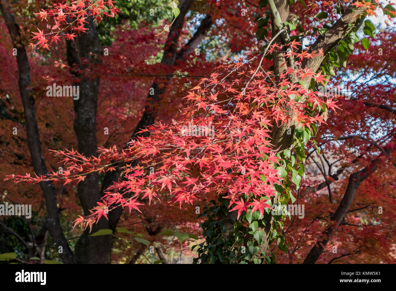 Beautiful fall color of Kyoto Botanical Garden, Kyoto, Japan Stock ...