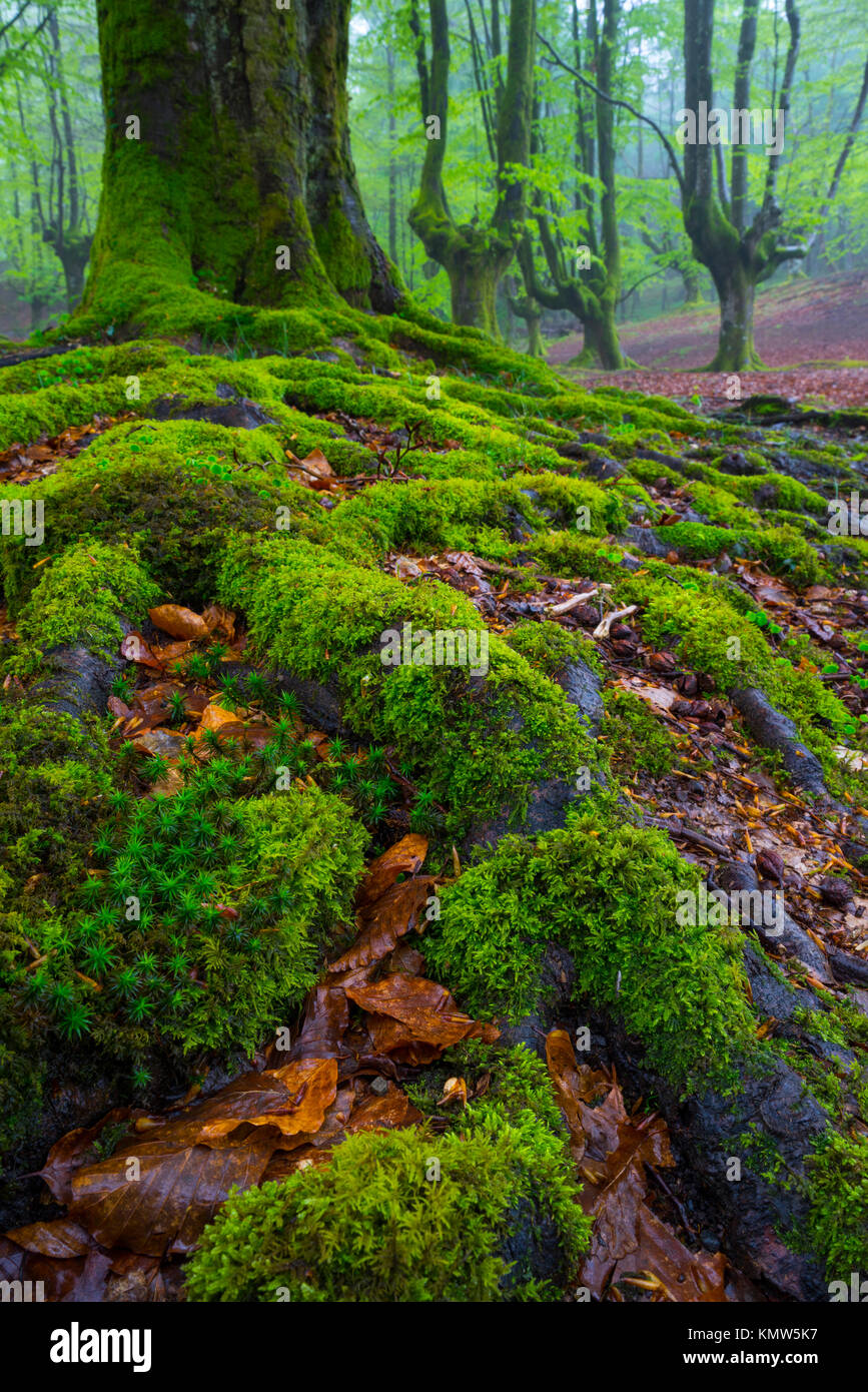 Beech forest, Otzarreta beech forest, Gorbeia Natural Park, Bizkaia ...