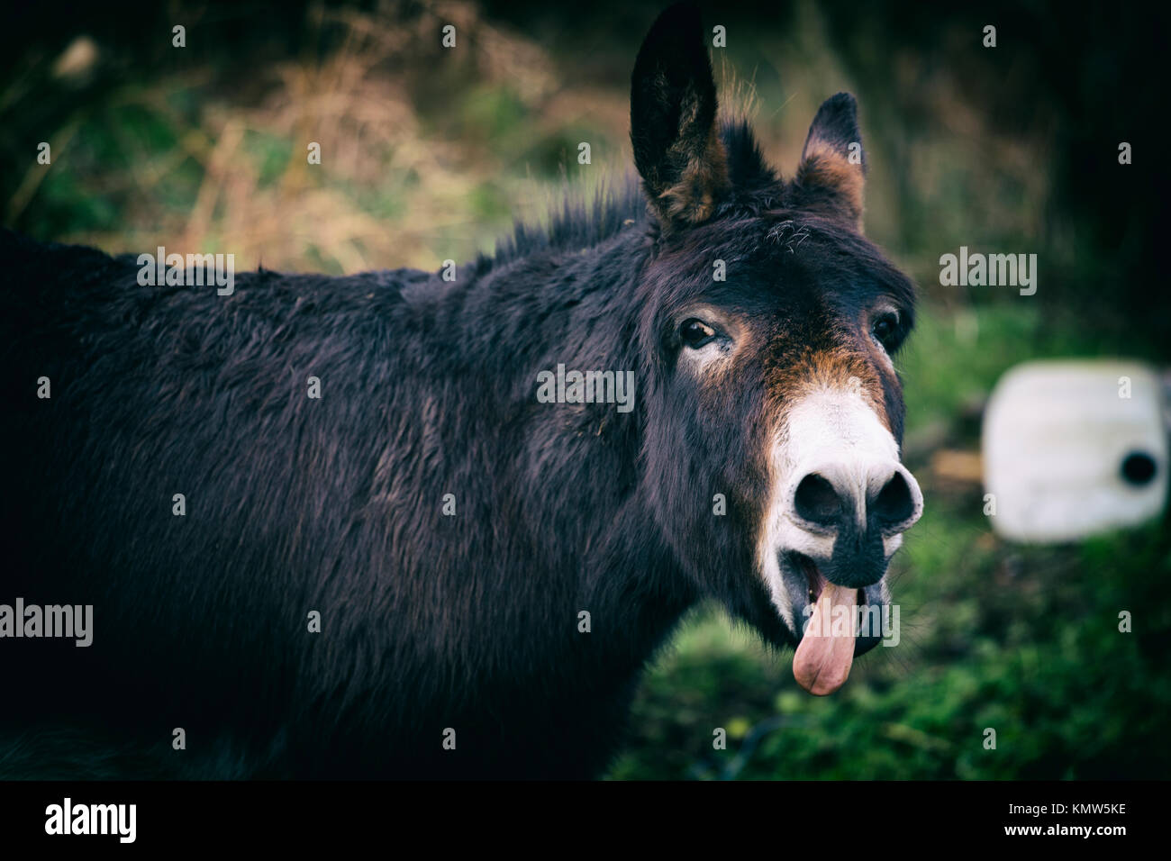 Happy donkey hi-res stock photography and images - Alamy
