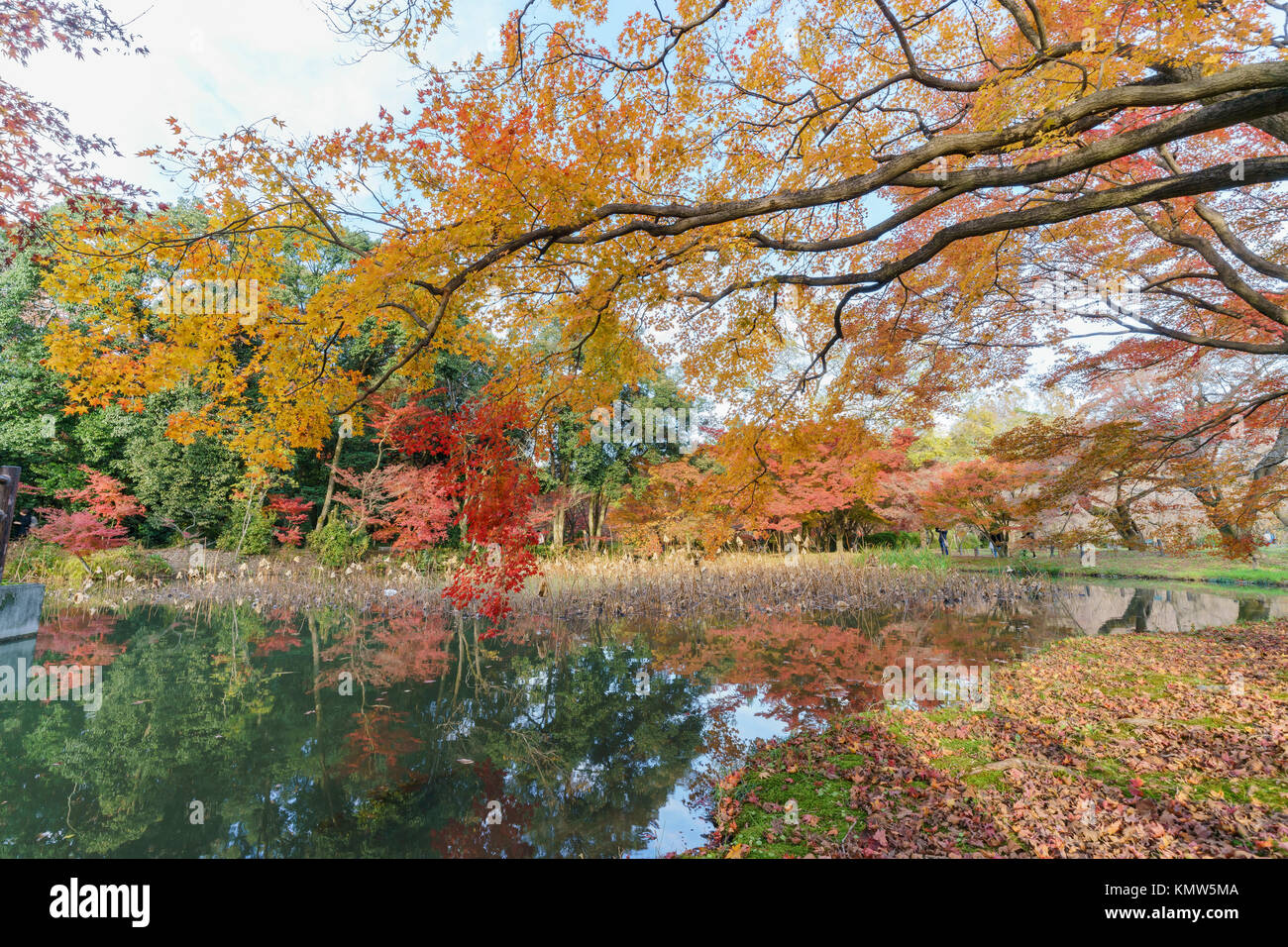 Beautiful fall color of Kyoto Botanical Garden, Kyoto, Japan Stock ...