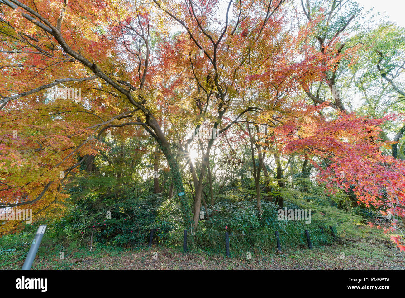 Beautiful fall color of Kyoto Botanical Garden, Kyoto, Japan Stock ...