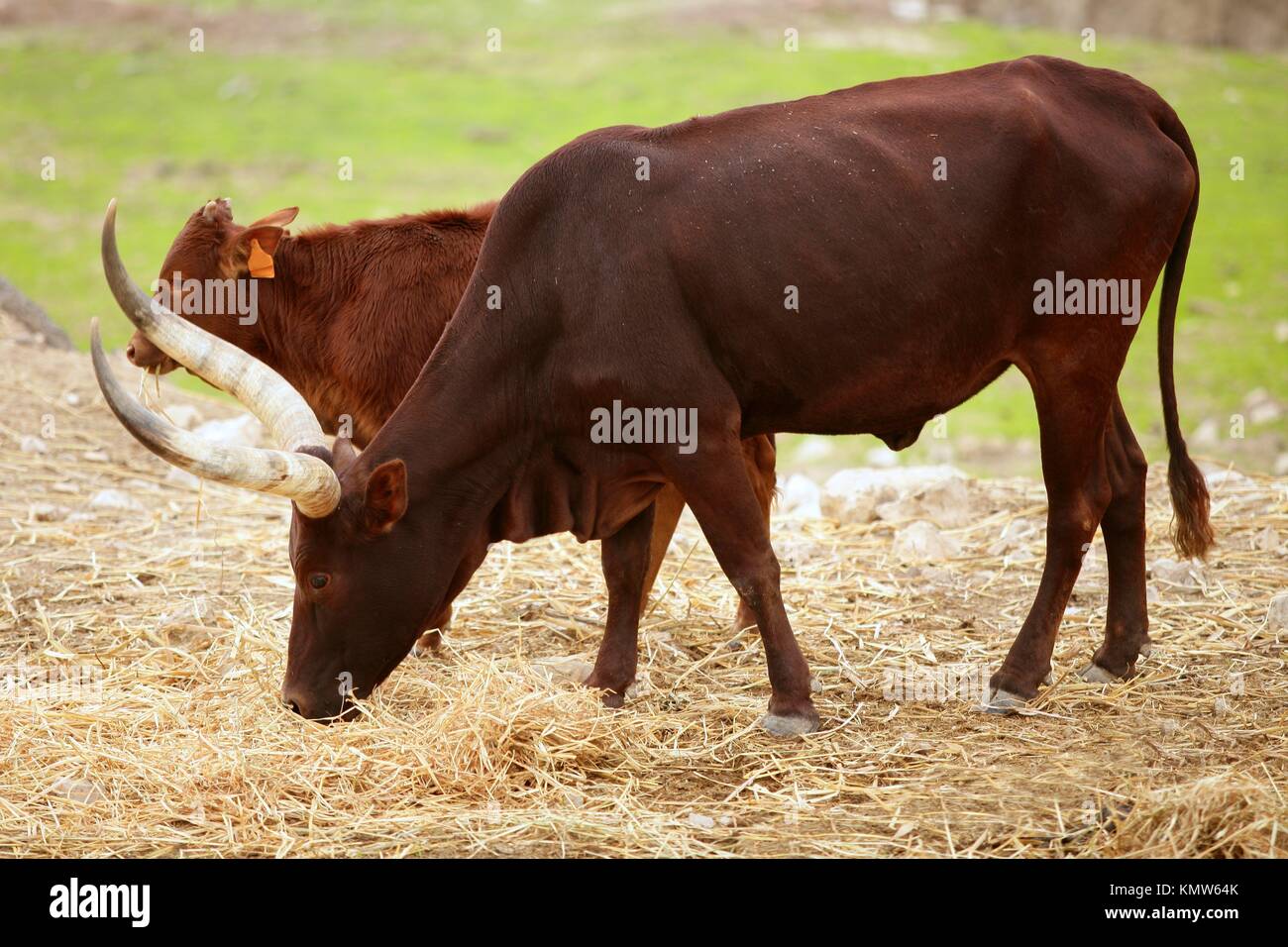 Watussi beef hi-res stock photography and images - Alamy