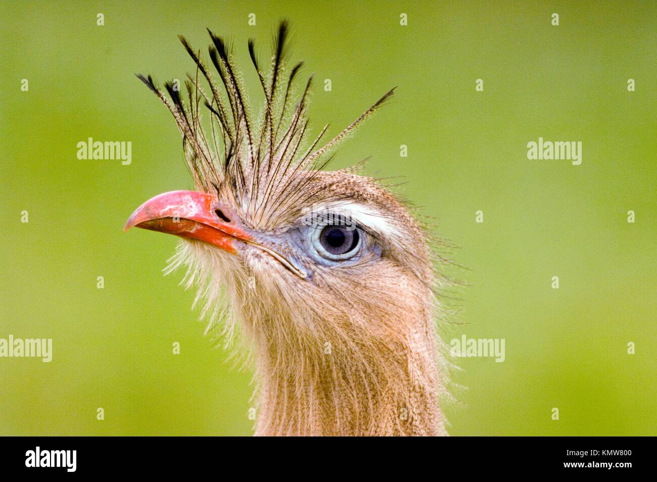 Red legged seriema cariama cristata brazil america hi-res stock ...