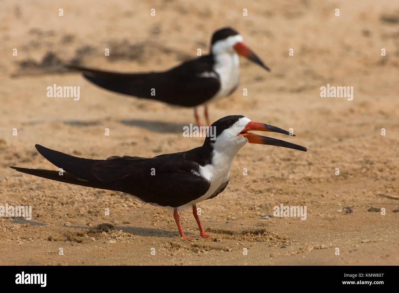 Family Laridae High Resolution Stock Photography and Images - Alamy