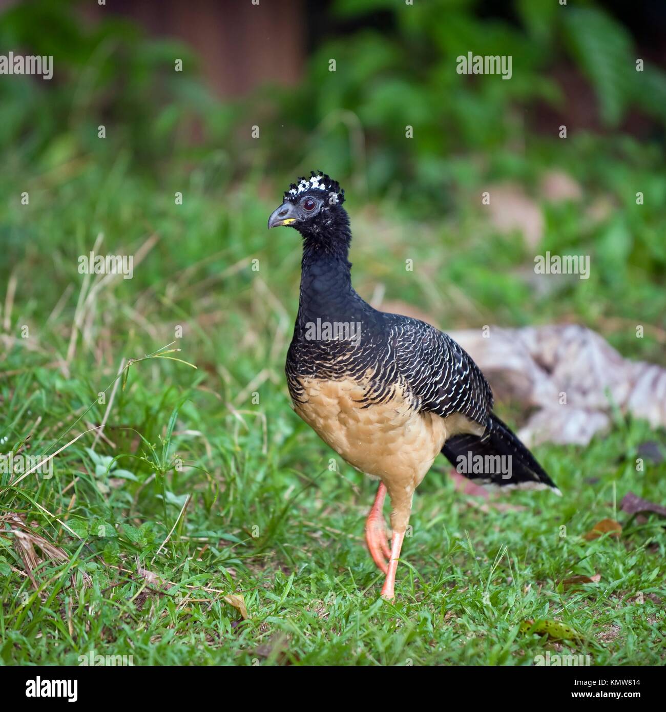 Crax High Resolution Stock Photography and Images - Alamy