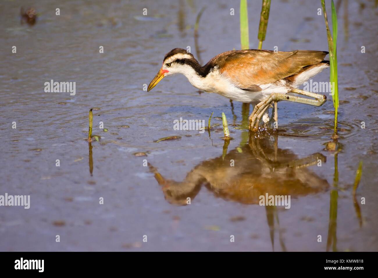 Jacana chick hi-res stock photography and images - Alamy