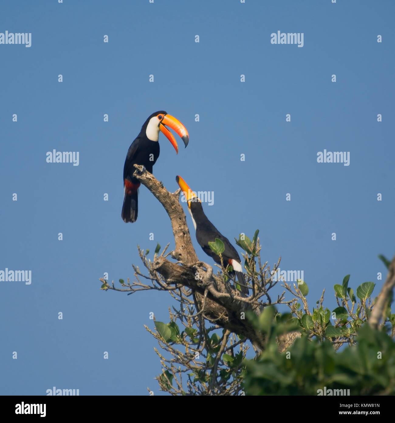 Order piciformes hi-res stock photography and images - Alamy