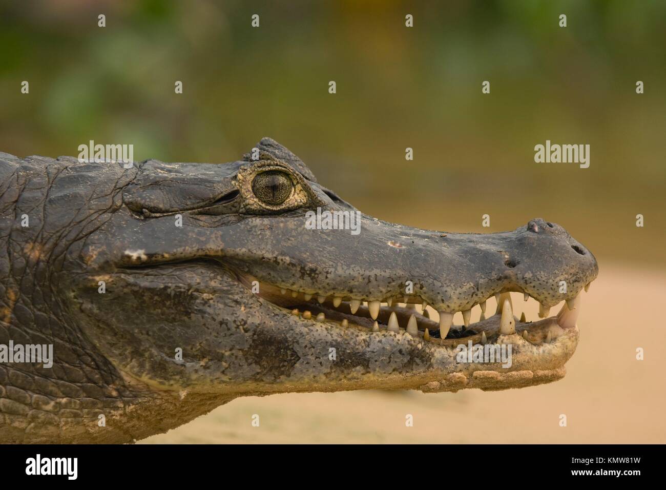 Order crocodilia hi-res stock photography and images - Alamy