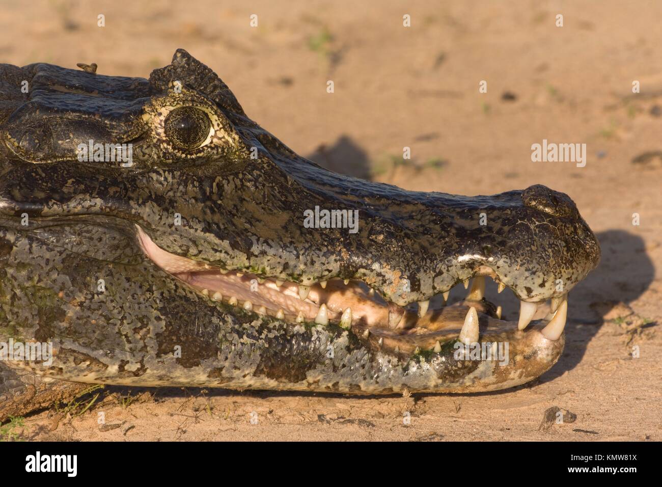 Order crocodilia hi-res stock photography and images - Alamy
