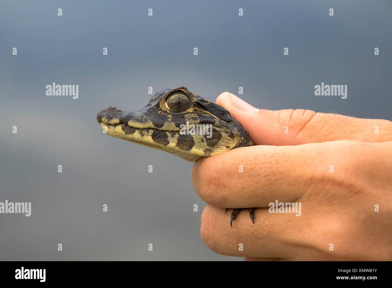 Caiman yacare alligatoridae family pantanal hi-res stock photography ...