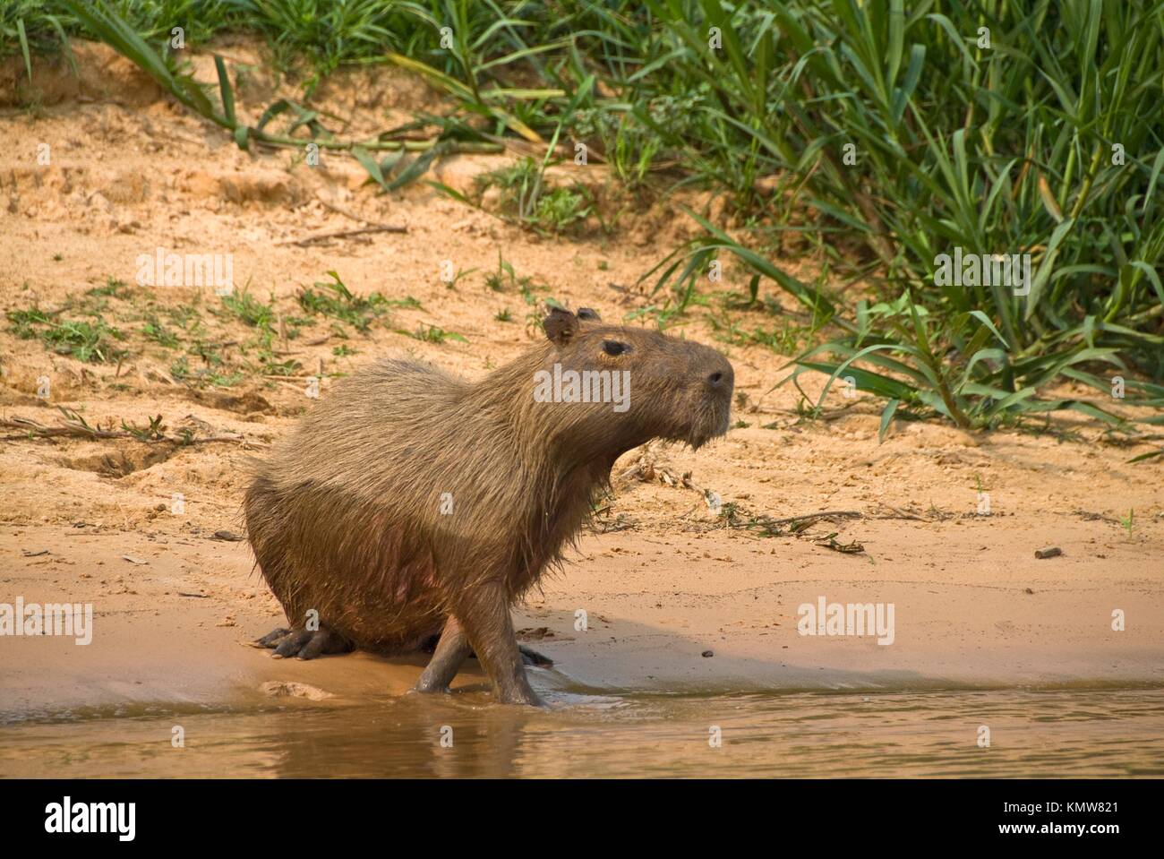Order Rodentia High Resolution Stock Photography and Images - Alamy