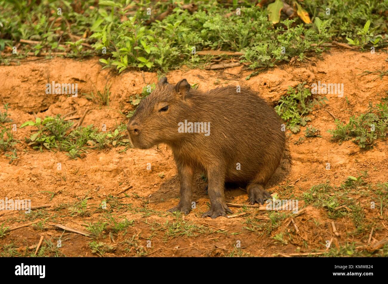 Order rodentia hi-res stock photography and images - Alamy