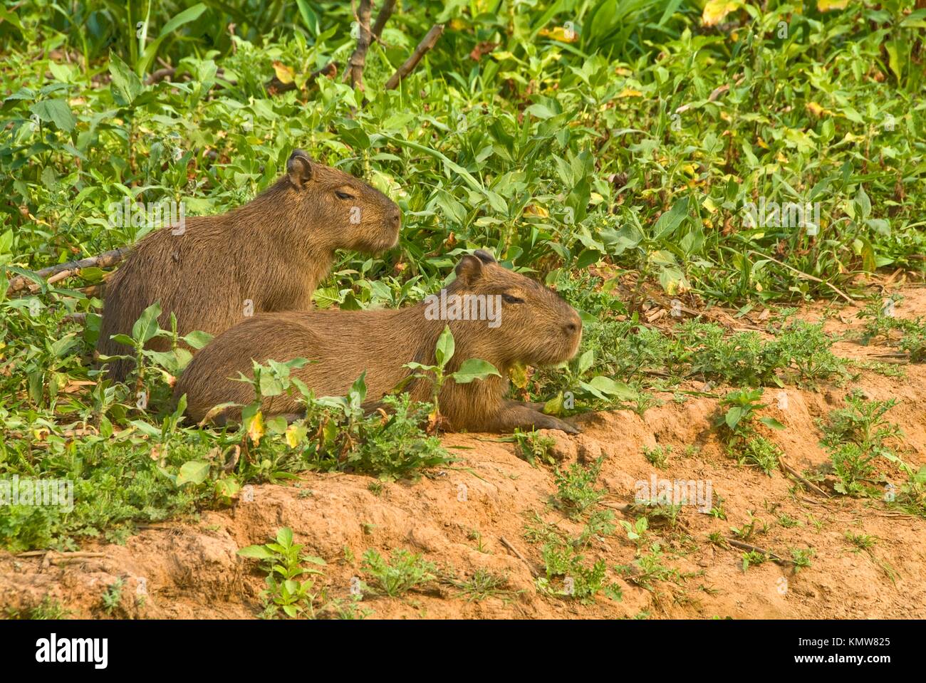 Rodent order hi-res stock photography and images - Alamy