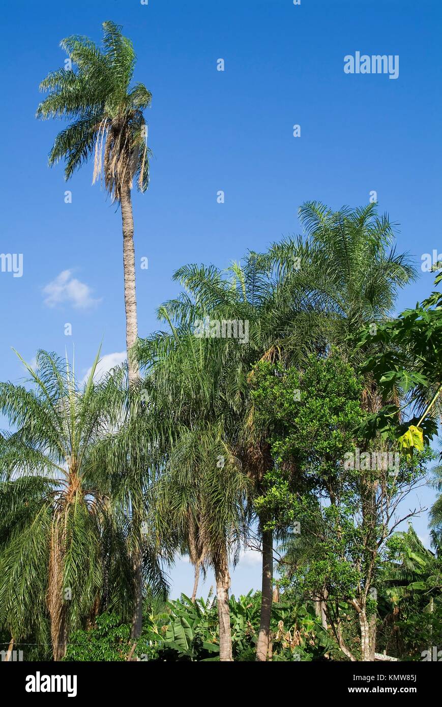 Caranday palm hi-res stock photography and images - Alamy