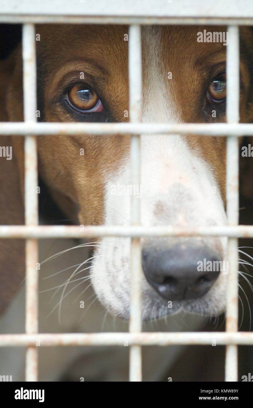 Sad Dogs From Commercials