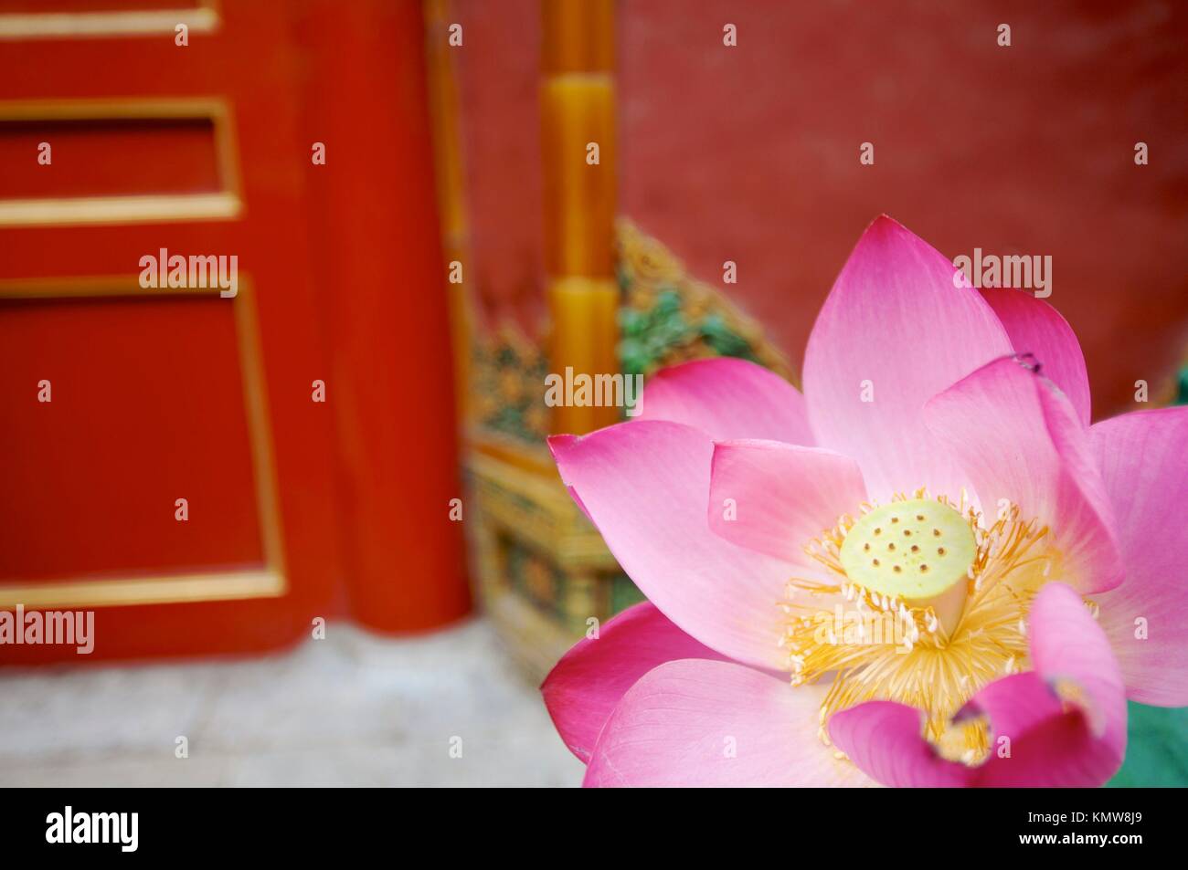 Lotto flower hi-res stock photography and images - Alamy