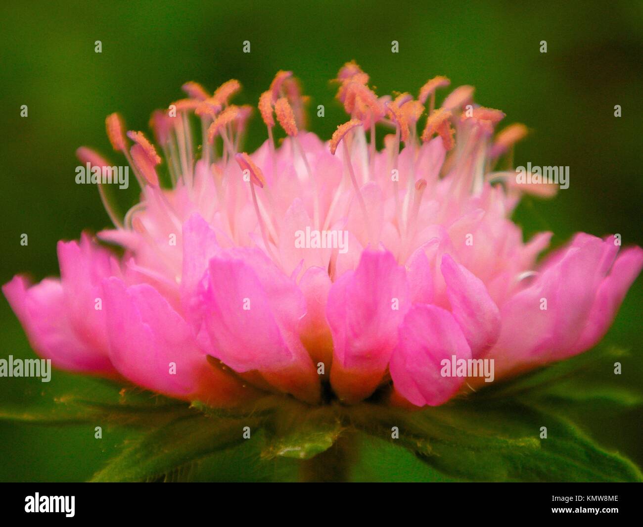 Knautia Macedonica Perennial Garden Flower High Resolution Stock ...