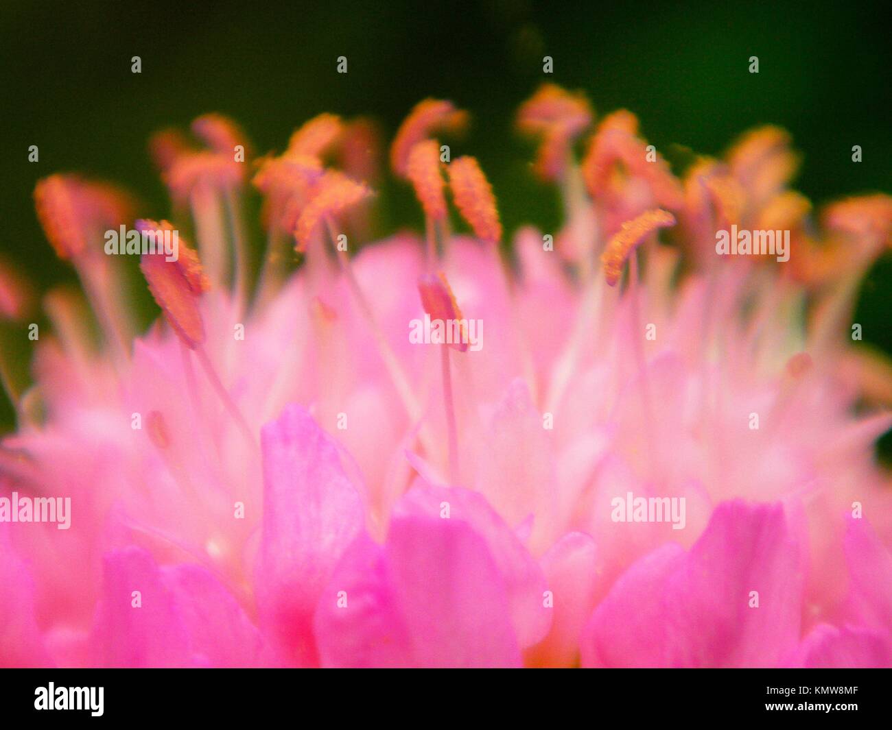 Knautia Macedonica Perennial Garden Flower High Resolution Stock ...