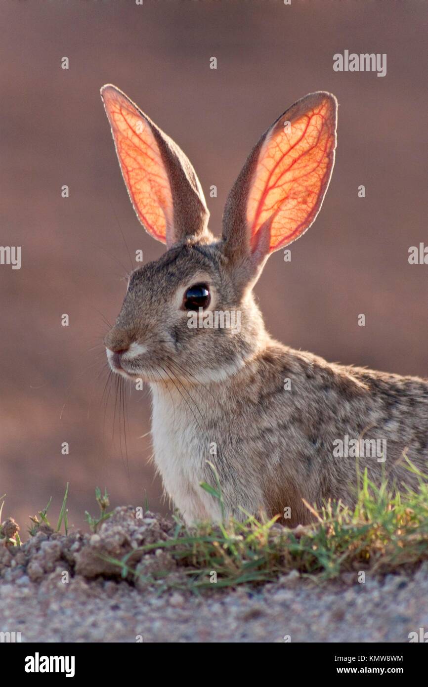 Bunny alert hi-res stock photography and images - Alamy