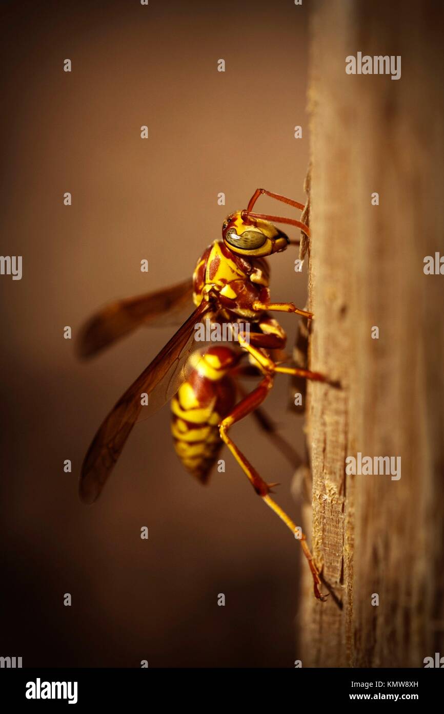 A large and angry wasp on a wooden surface Stock Photo - Alamy