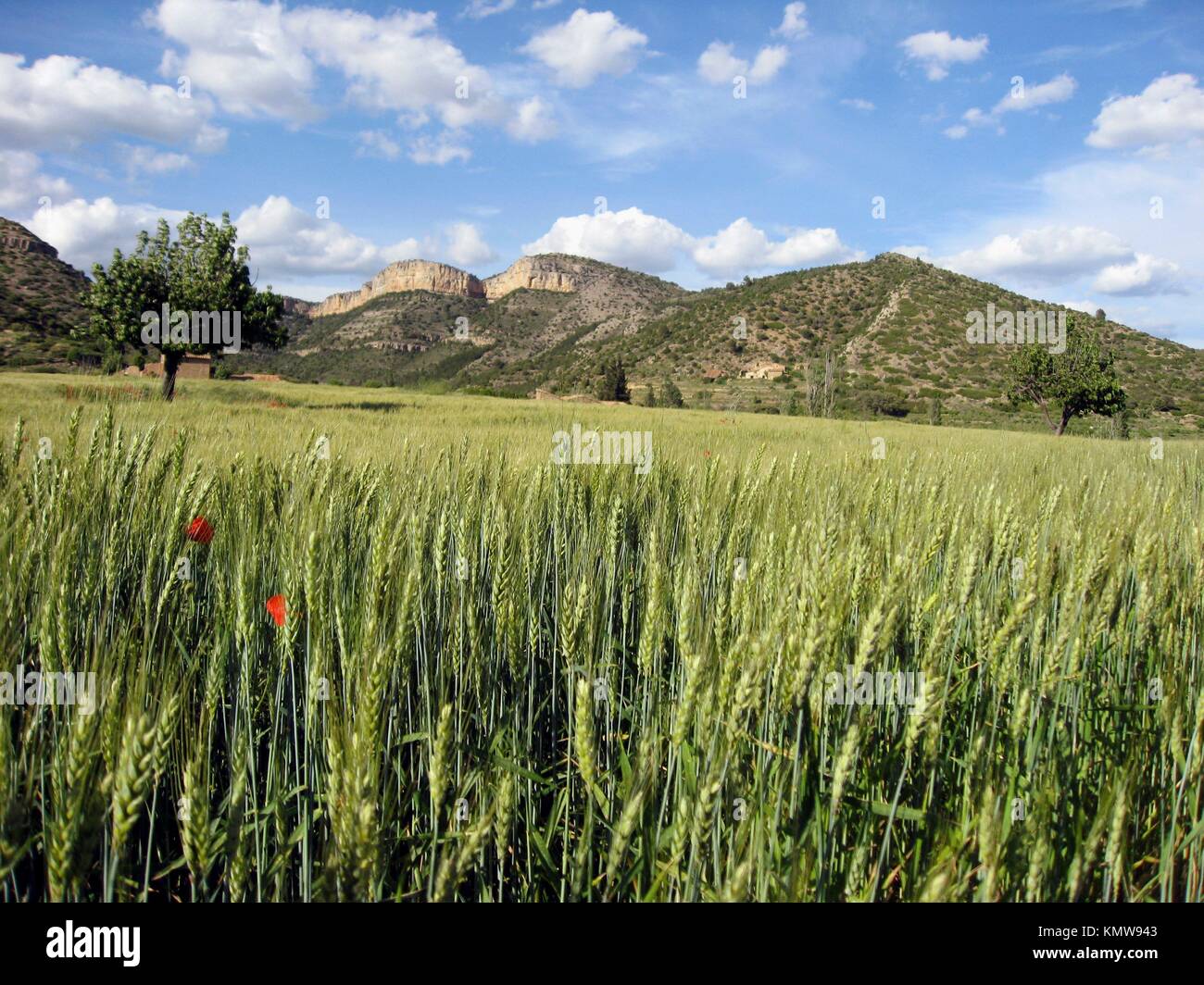 Mora Tree Stock Photos & Mora Tree Stock Images - Alamy