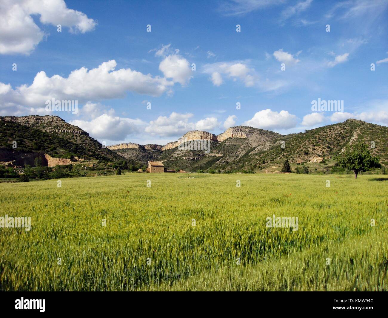 Mora Tree Stock Photos & Mora Tree Stock Images - Alamy