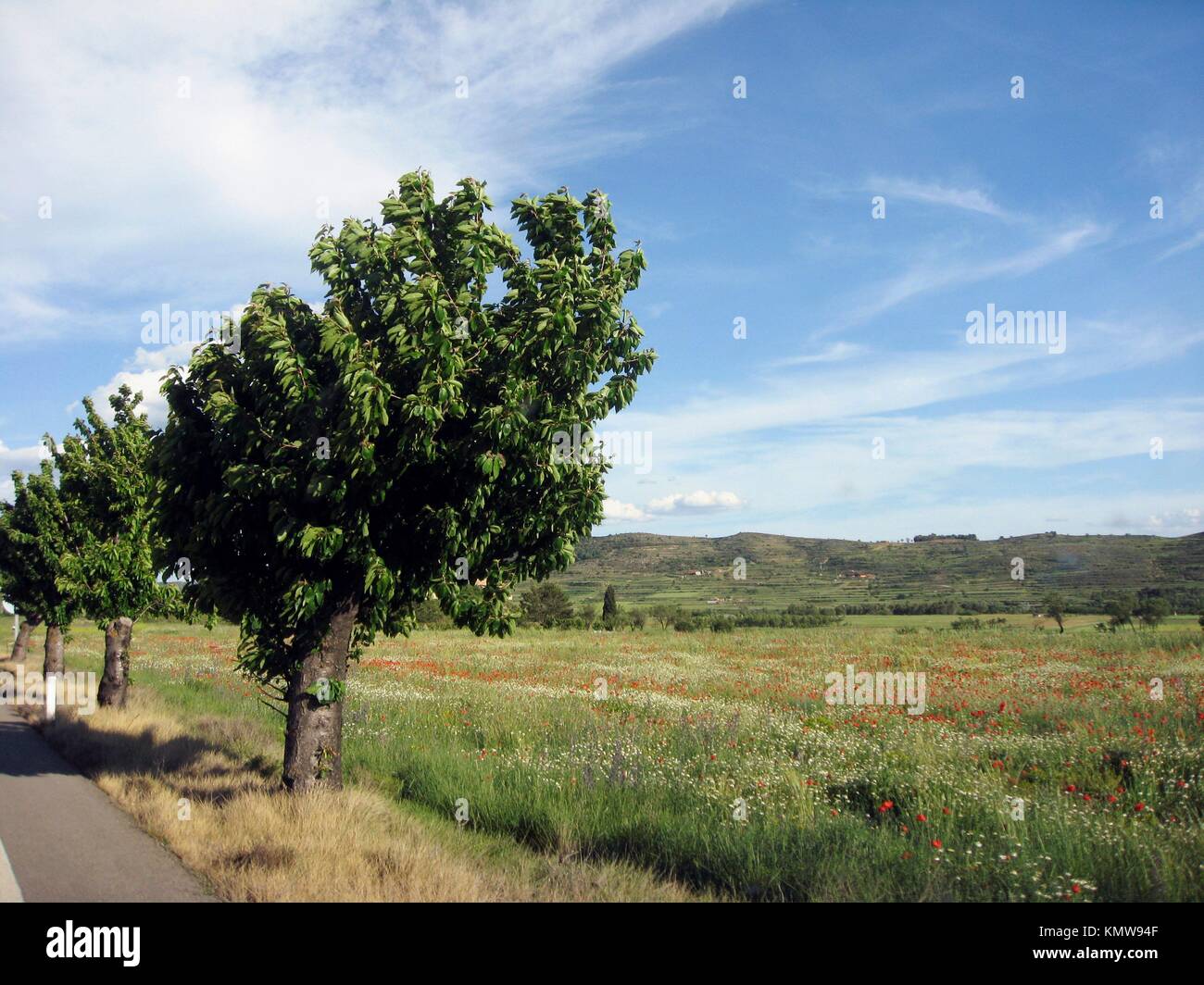 Mora Tree Stock Photos & Mora Tree Stock Images - Alamy