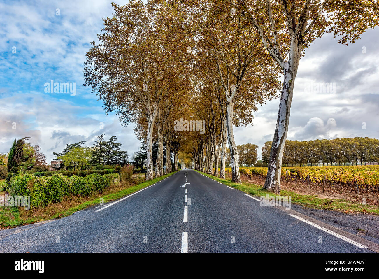 Plane trees almost ready for autumn alongside a country road under blue ...
