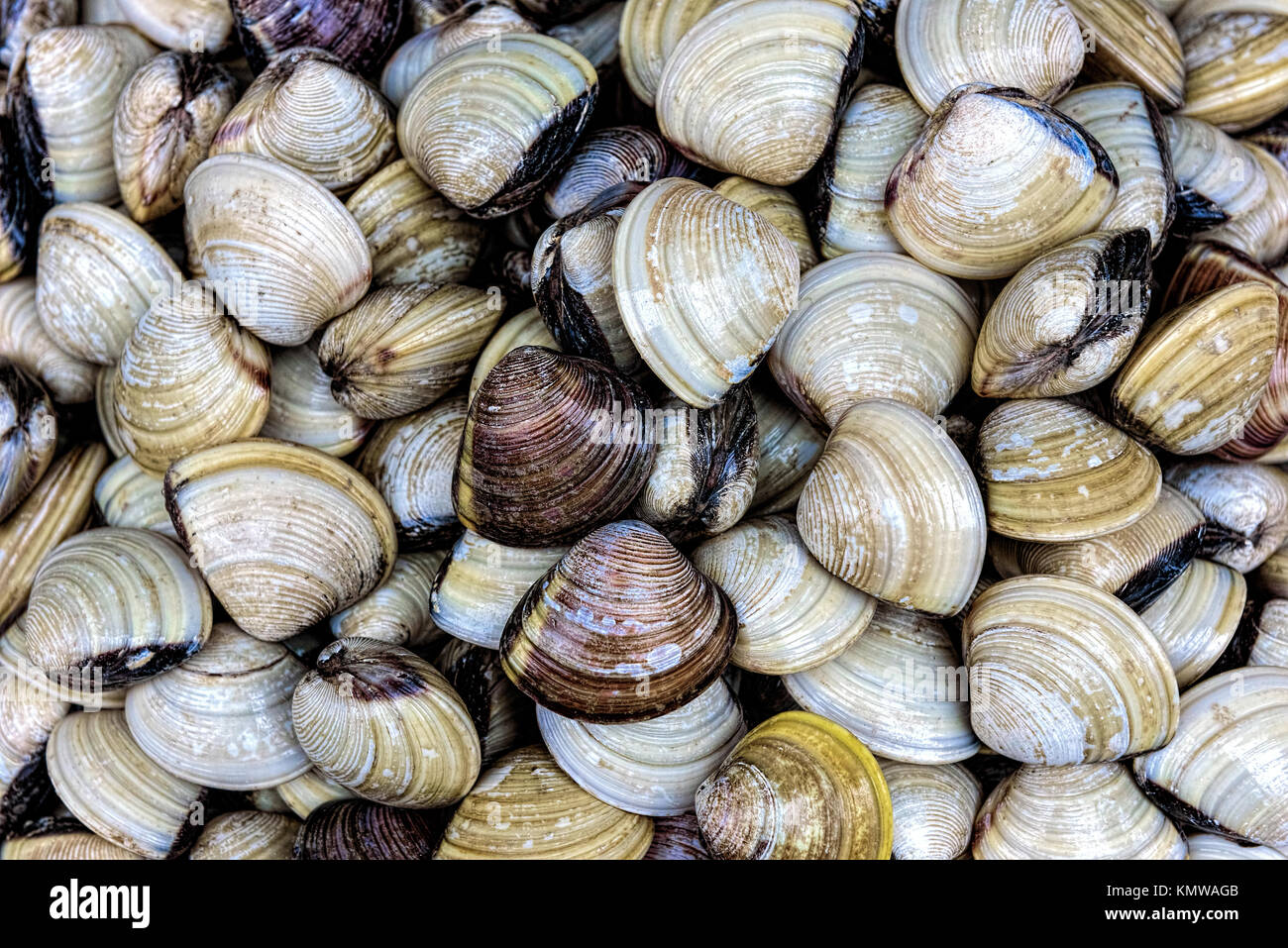 Baby clam hi-res stock photography and images - Alamy