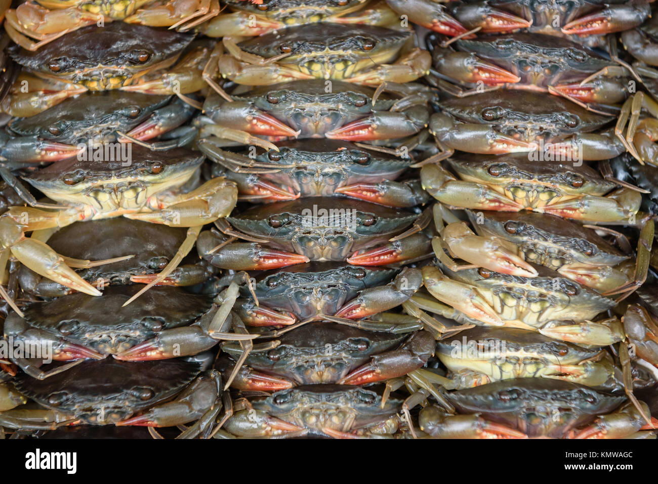 Crab eating a fish hi-res stock photography and images - Alamy