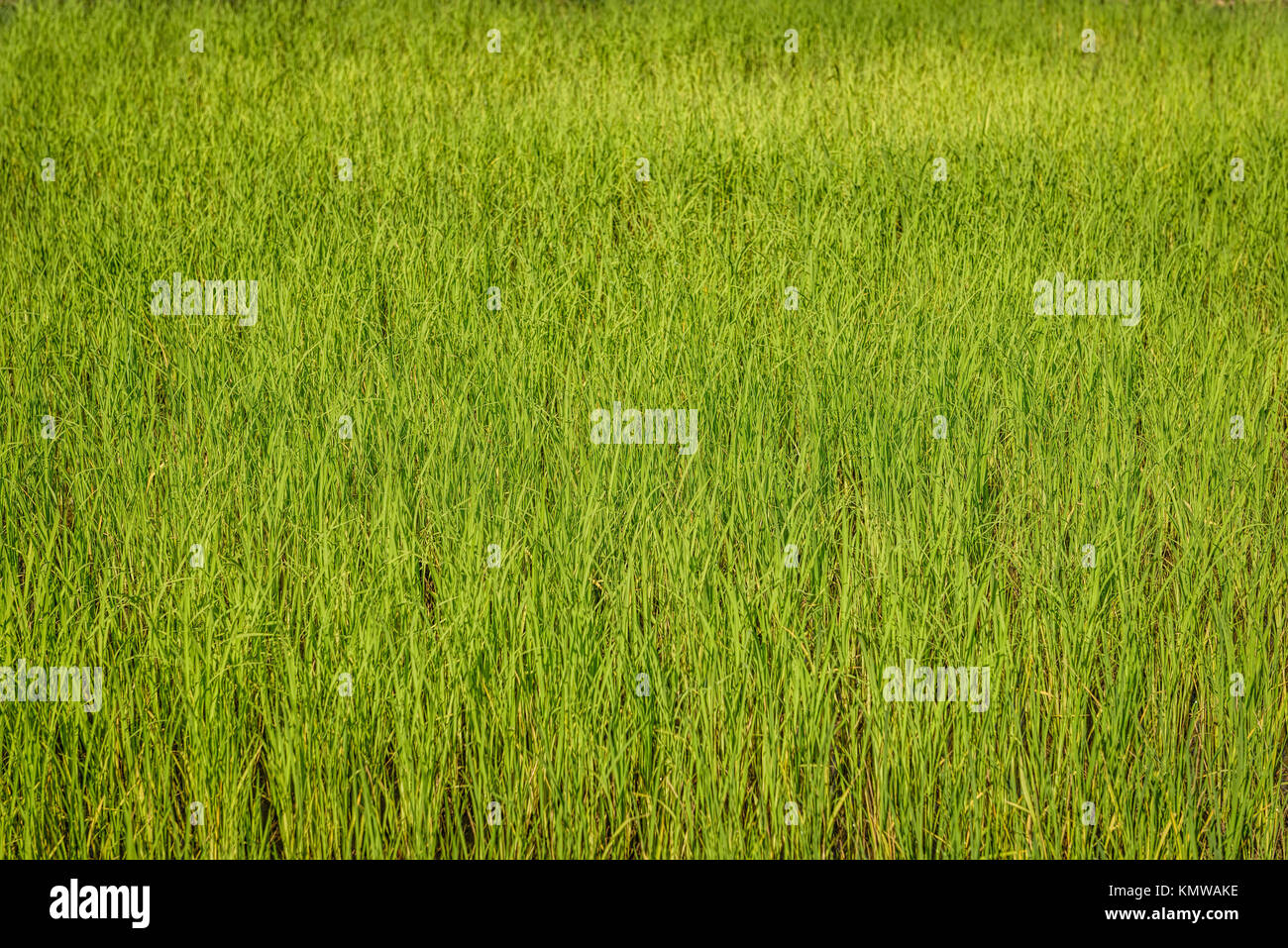Green grass close up Stock Photo - Alamy