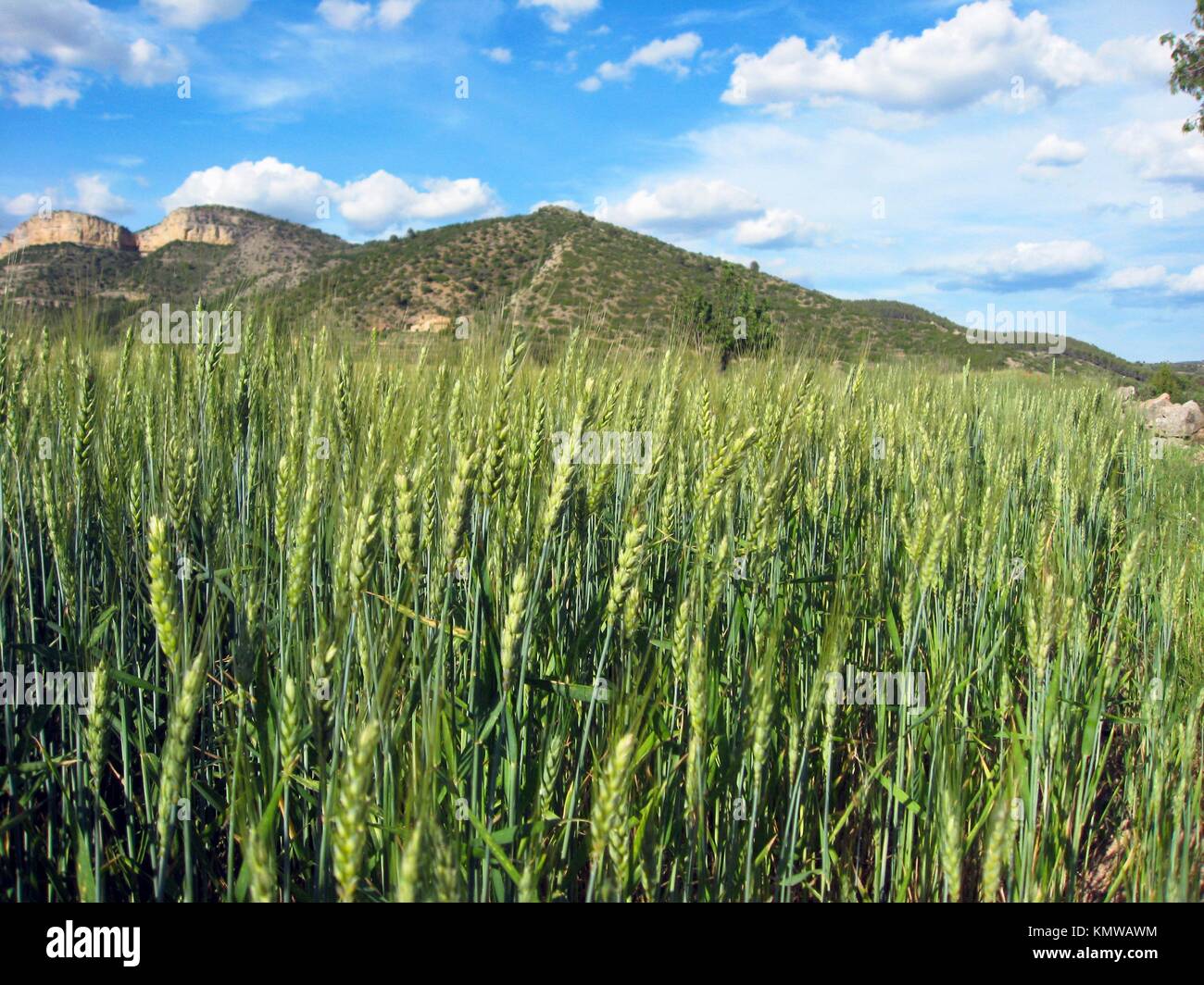 Cereal fields Rubielos de Mora country Gudar mountains Teruel province ...