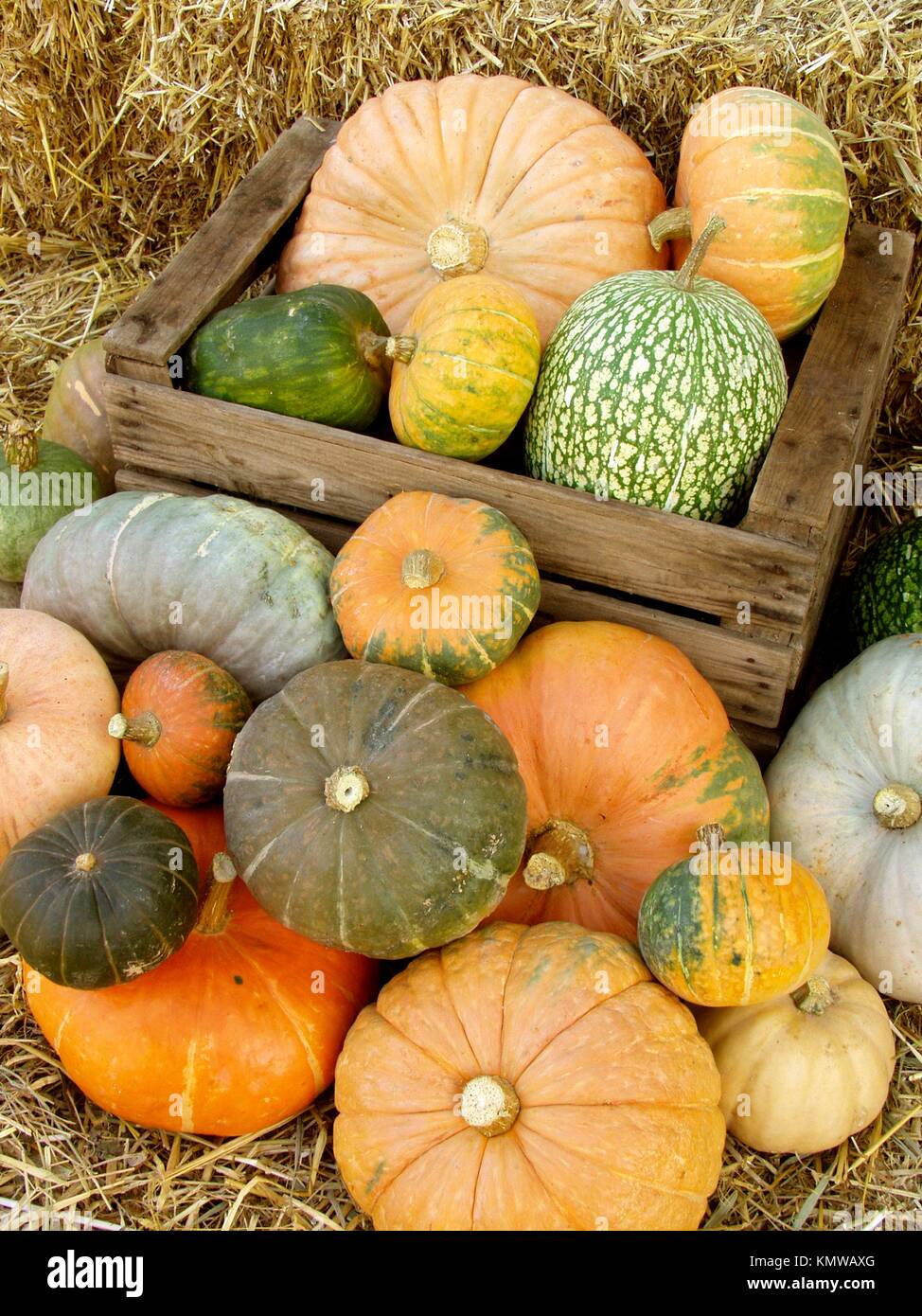 Very large pumpkin close up agriculture vegetables pumpkins hi-res ...