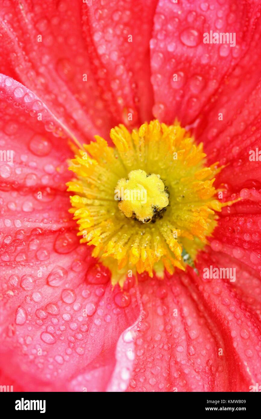Yellow iceland poppy papaver nudicaule hi-res stock photography and ...